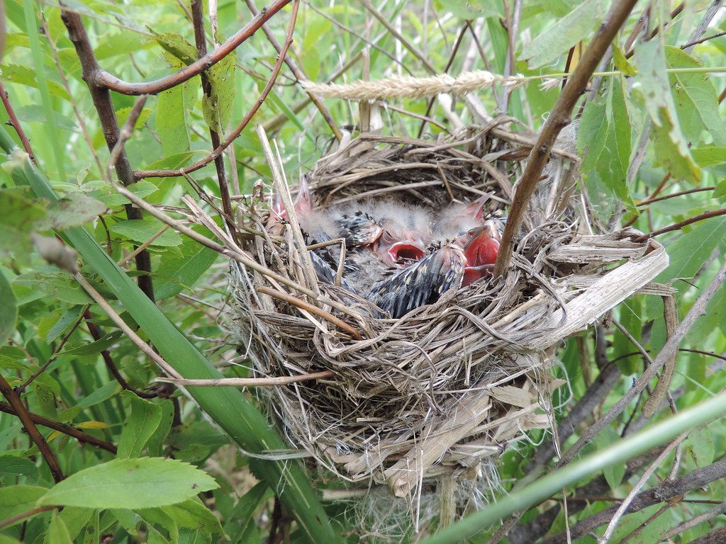 Spring nesting season has arrived | News, Sports, Jobs - Observer Today